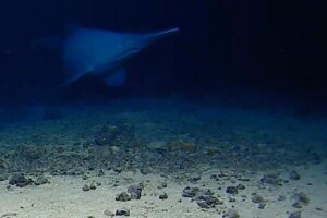 Assista a um raro tubarão-duende filmado vivo em seu habitat natural ...